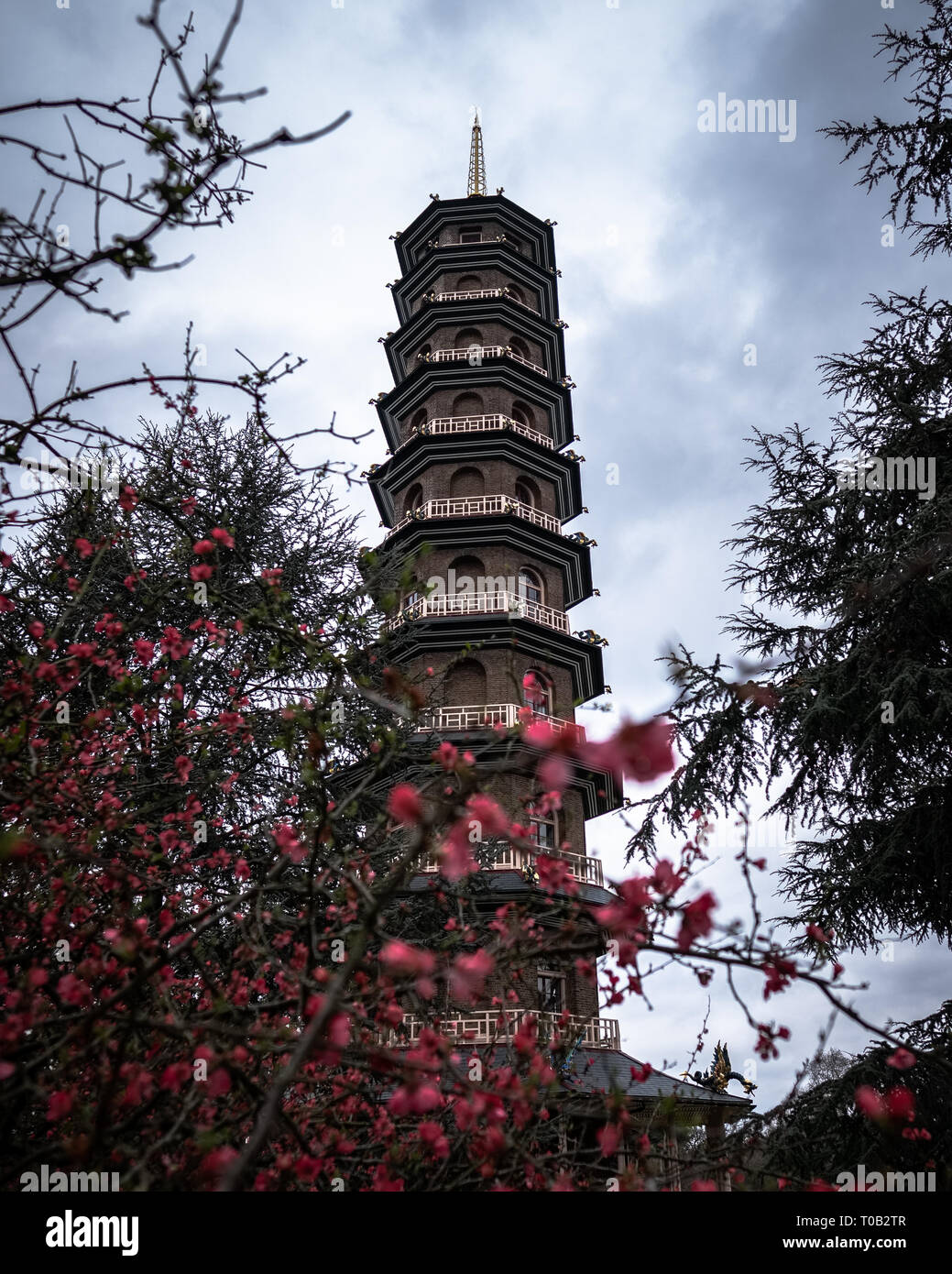 Tall japanese pagoda tree hi-res stock photography and images - Alamy