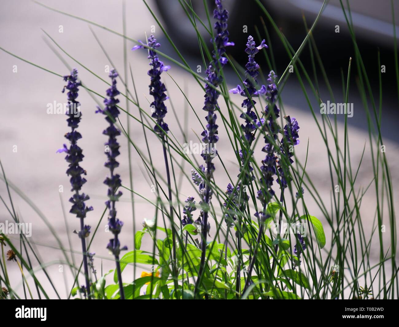 Lavender stalks growing in a garden with tall green grass Stock Photo ...