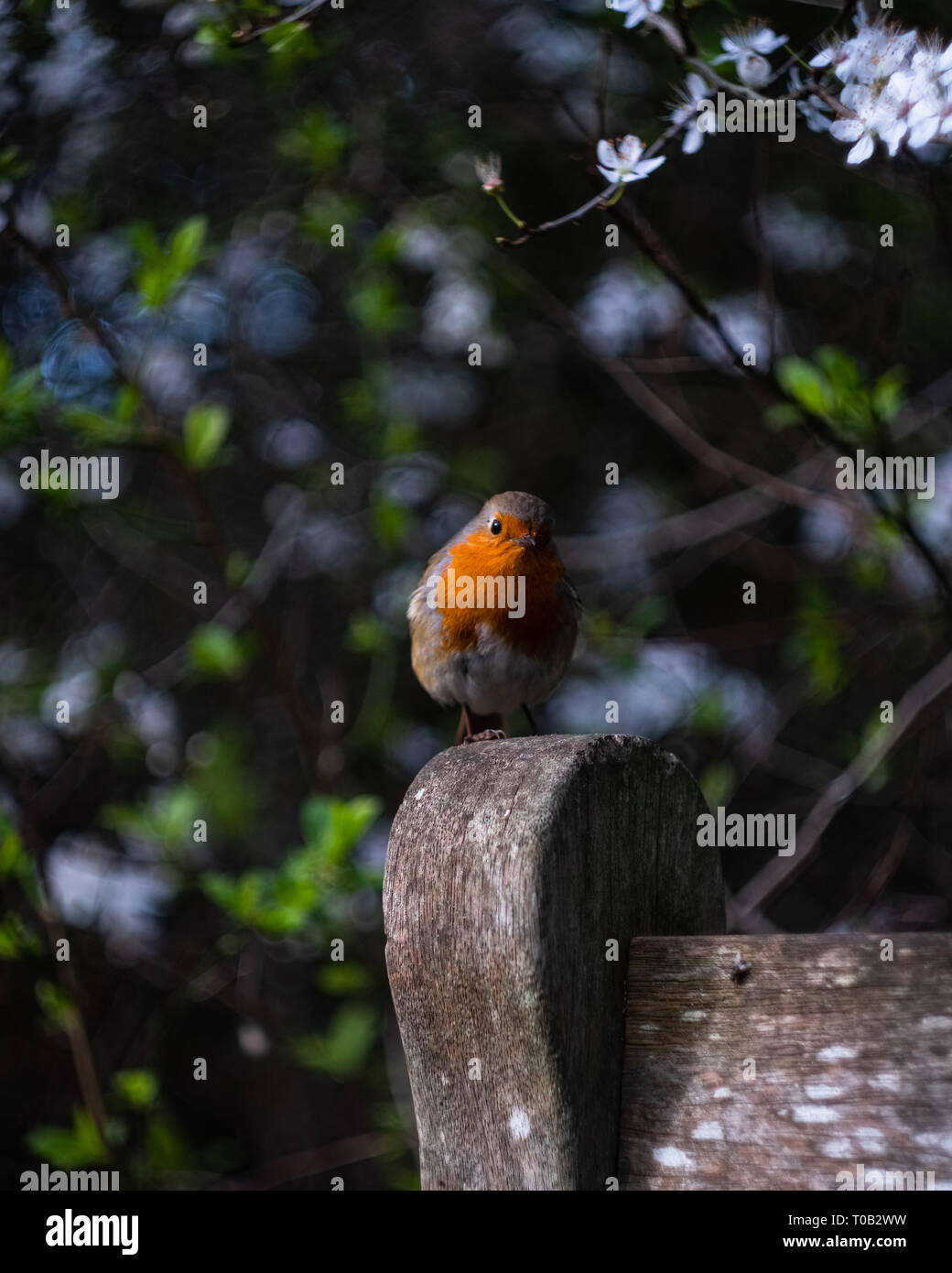 Tiny curious bird in Kew Gardens, London Stock Photo - Alamy Tiny curious bird in Kew Gardens, London Stock Photo - Alamy