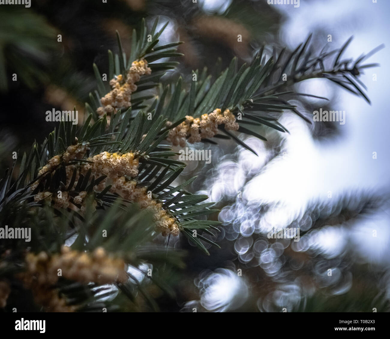 Pine tree flower hi-res stock photography and images - Alamy