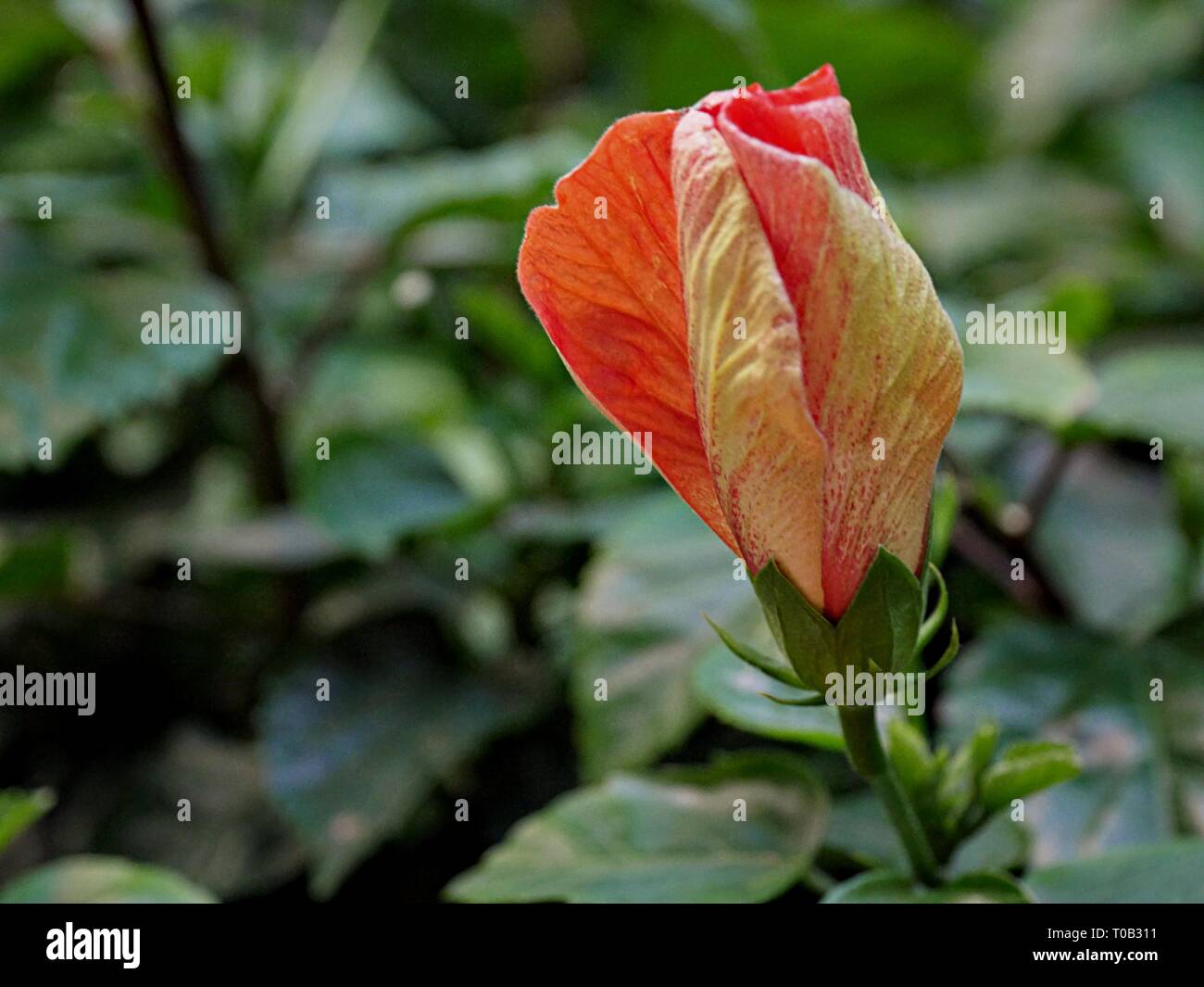 Half opened flower hi-res stock photography and images - Alamy