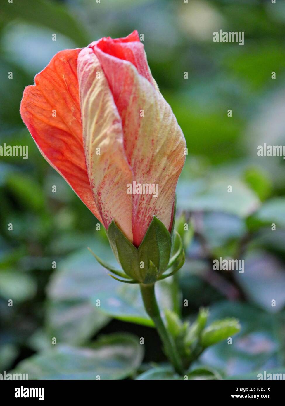 Half opened flower hi-res stock photography and images - Alamy