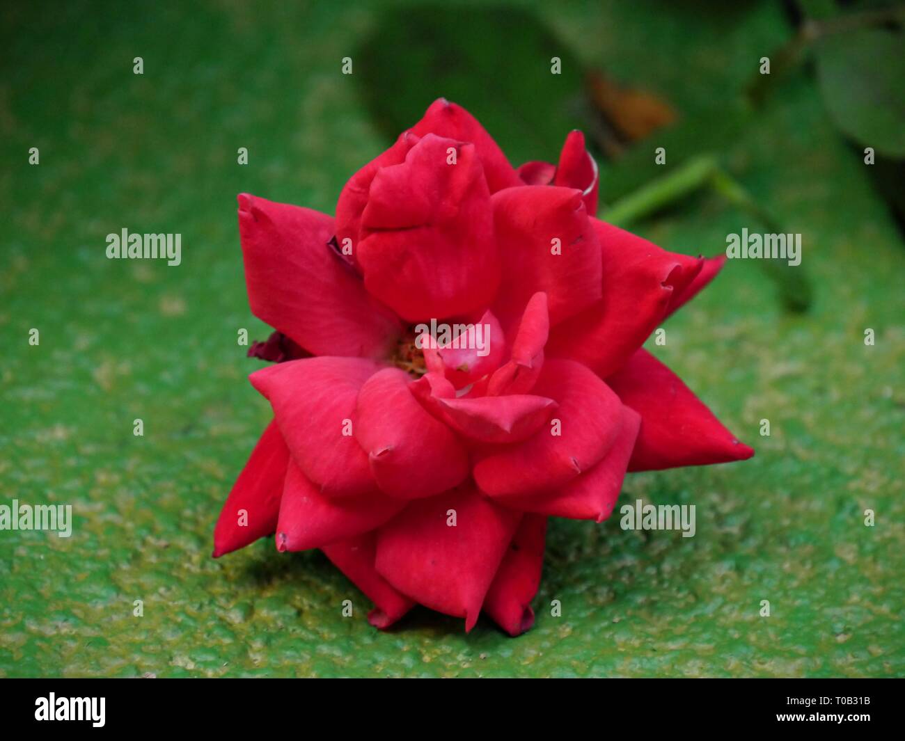 Blooming red rose fallen to a green-painted concrete ground Stock Photo ...