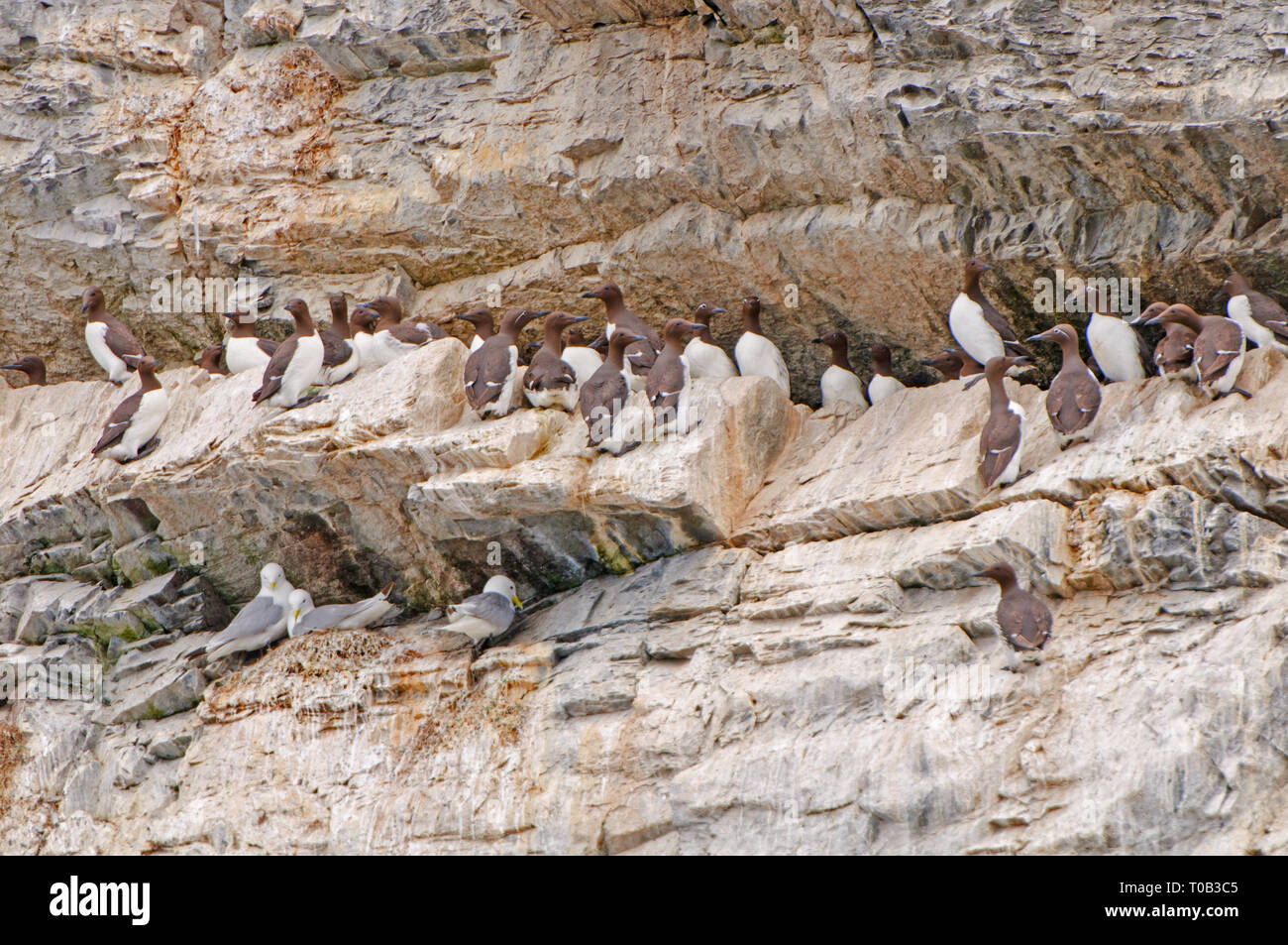 Common Murres in the Witless Islands in Newfoundland Stock Photo - Alamy