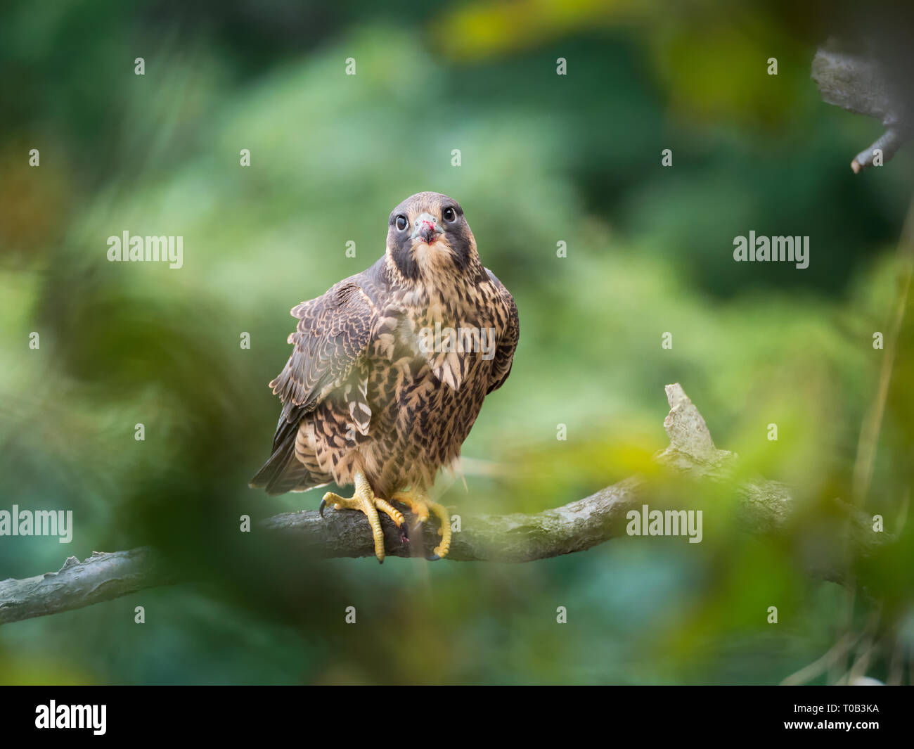 Peregrine falcon fledgling hi-res stock photography and images - Alamy