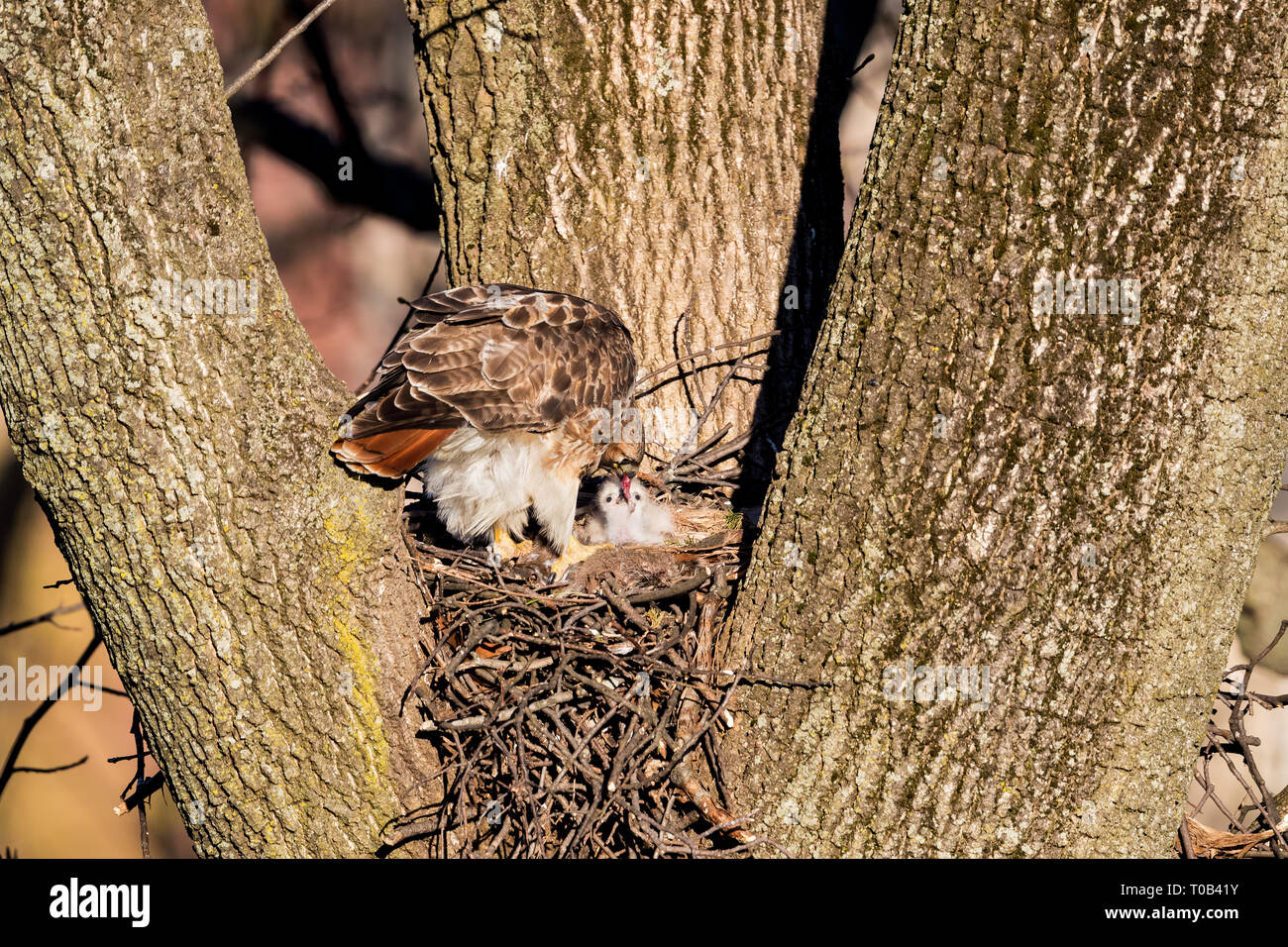 Red tailed hawk chick hi-res stock photography and images - Alamy