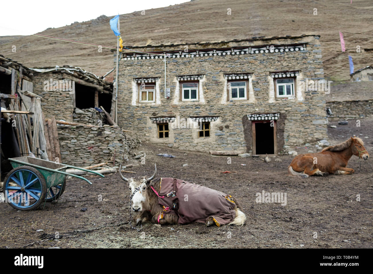 Traditional tibetan house in a village with a yak and horse lying on ...