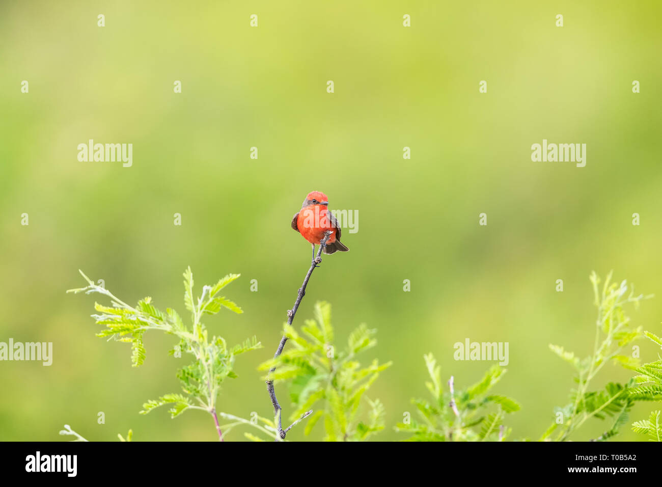 Vefl hi-res stock photography and images - Alamy