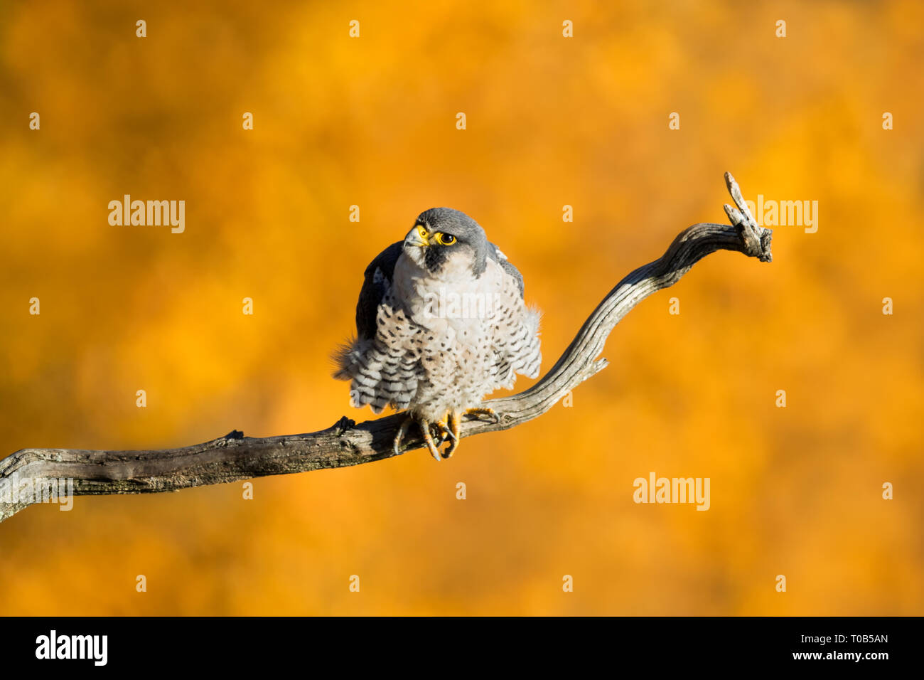 Top view look hi-res stock photography and images - Alamy