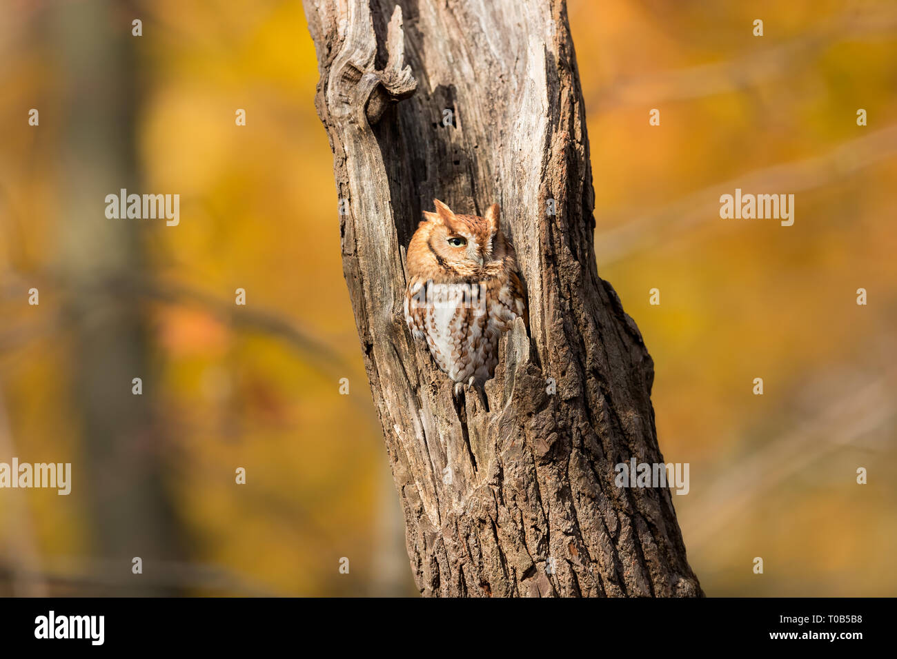 Eastern screech owl open mouth hi-res stock photography and images - Alamy