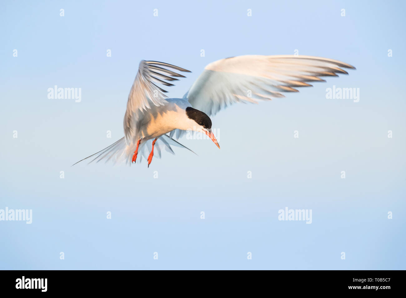Common Tern Hovering over Stock Photo - Alamy