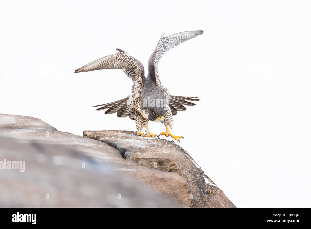 Peregrine Falcon stretching its wings Stock Photo - Alamy