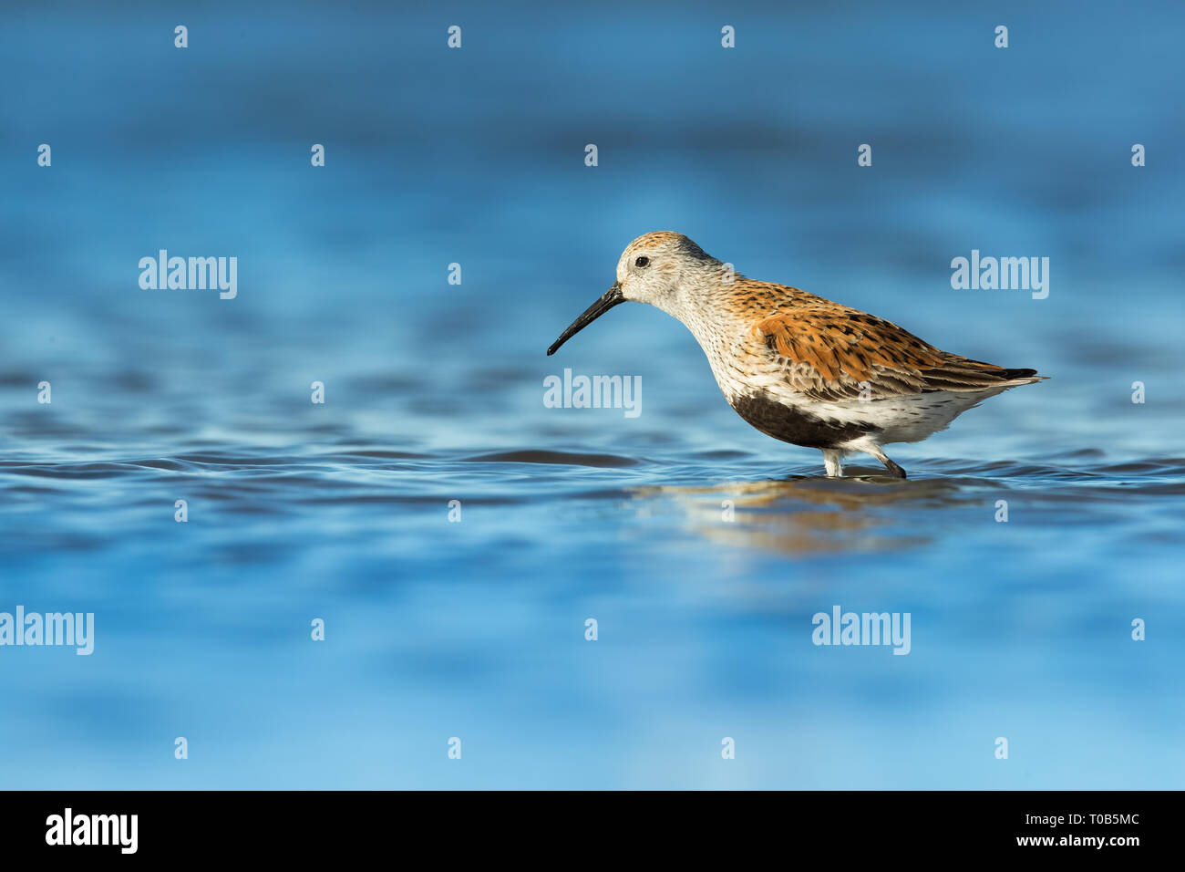 Plumage colors hi-res stock photography and images - Alamy