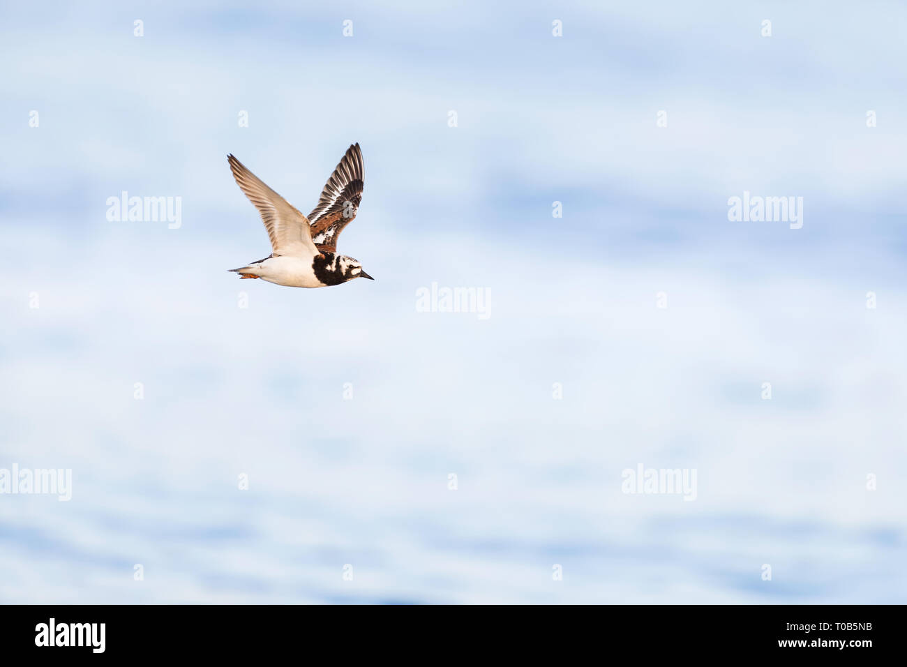 Turnstone in flight hi-res stock photography and images - Alamy