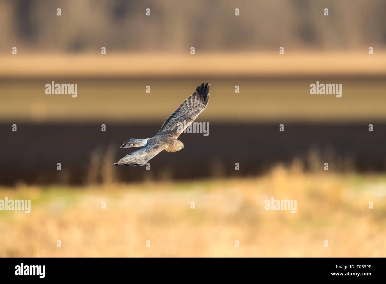 Juvenile male Northern Harrier flying over the farm fields in search ...