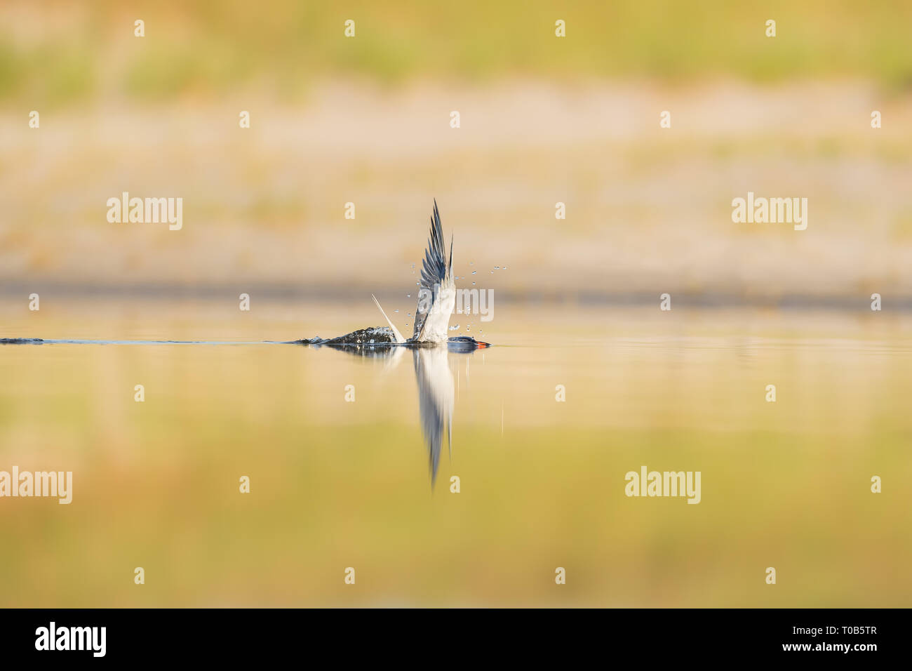 Adult Common Tern taking a bath in a shallow water Stock Photo - Alamy