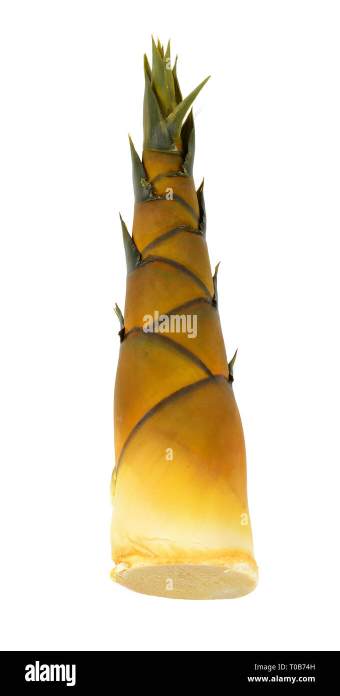 Bamboo shoots isolated on white background Stock Photo - Alamy