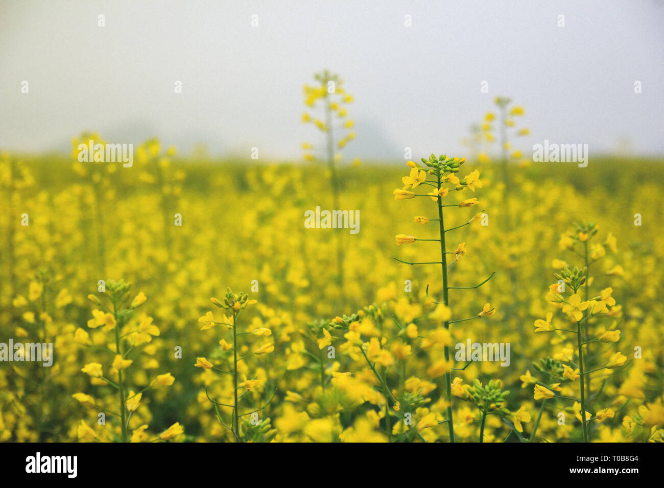 Canola fields china hi-res stock photography and images - Alamy