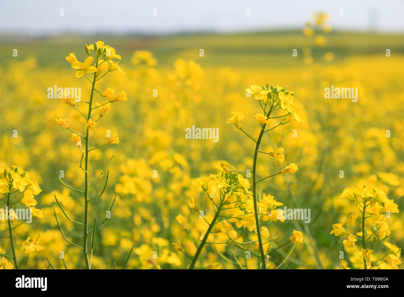 Canola fields luoping hi-res stock photography and images - Alamy