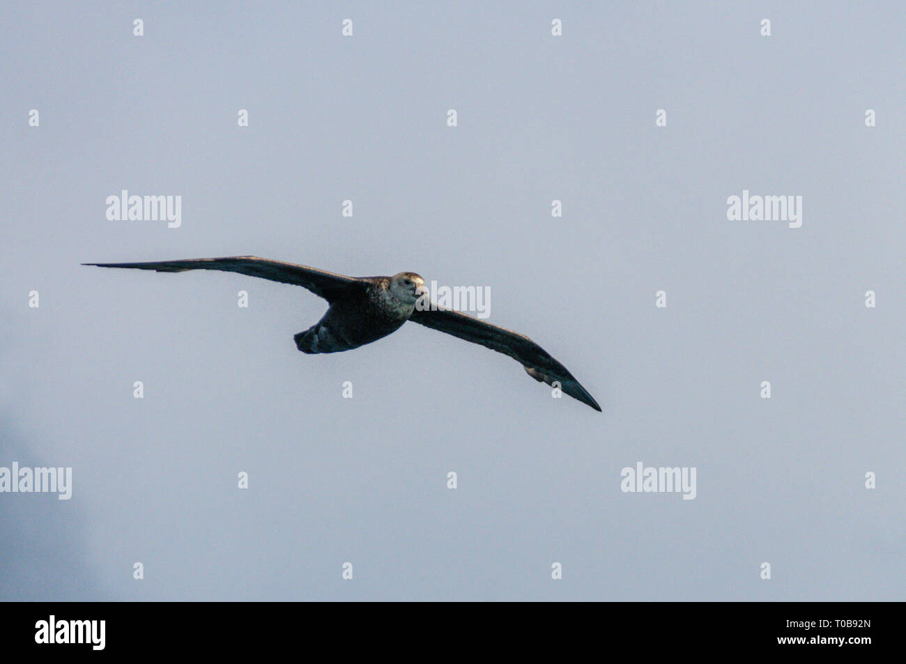 A Southern Giant Petrel in Flight Stock Photo - Alamy