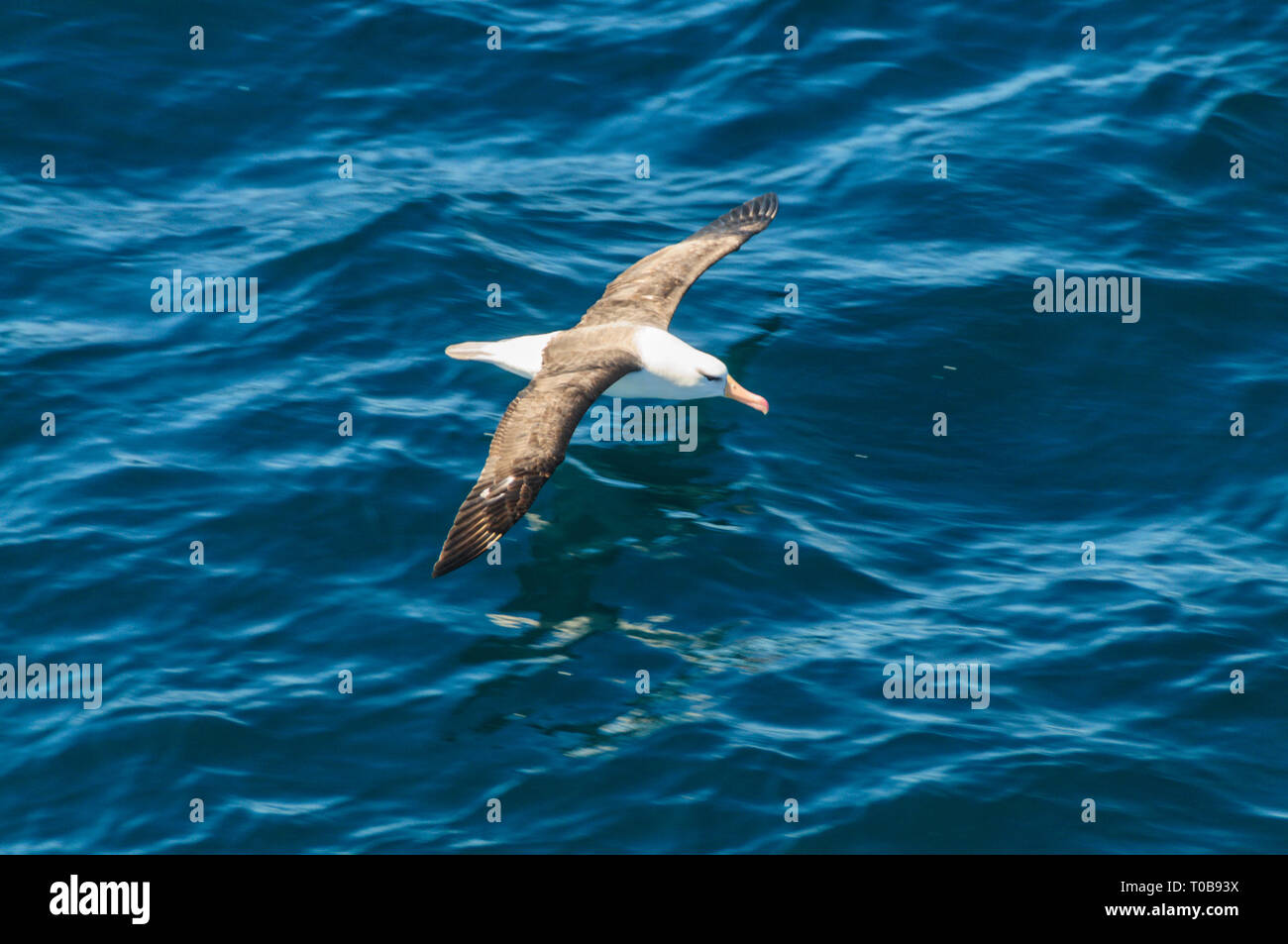 Black Browed Albatross Flying low Stock Photo - Alamy