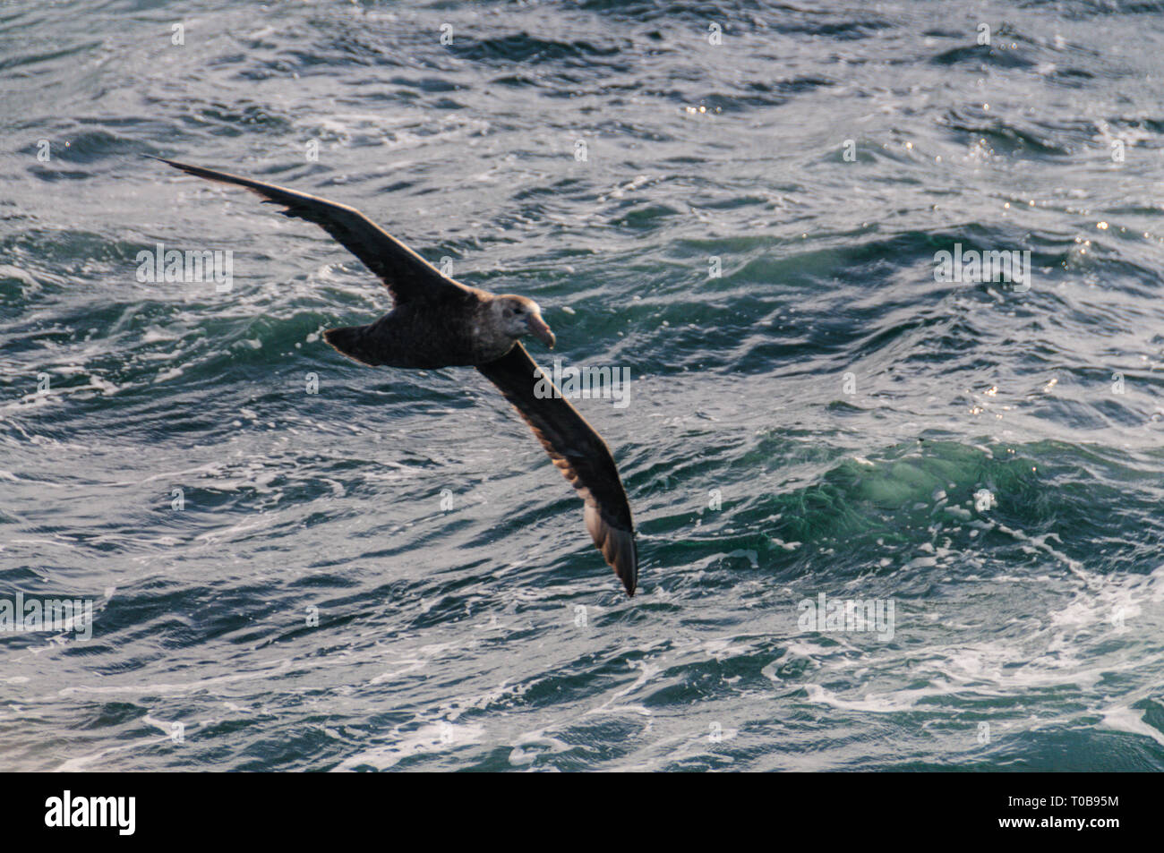 A Southern Giant Petrel in Flight Stock Photo - Alamy