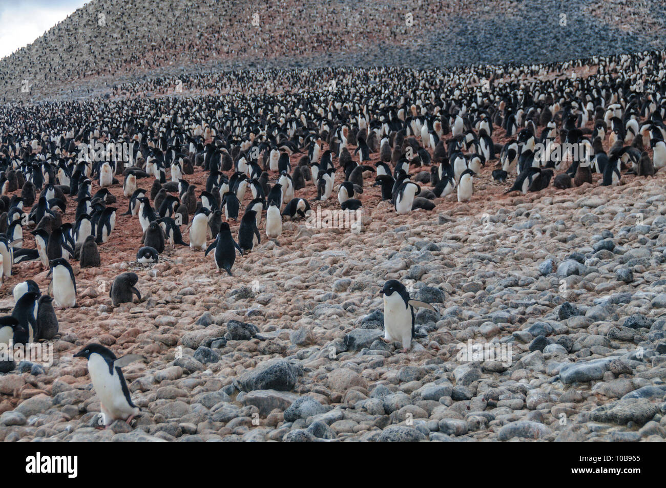 Penguins adelie colony iceberg background hi-res stock photography and ...