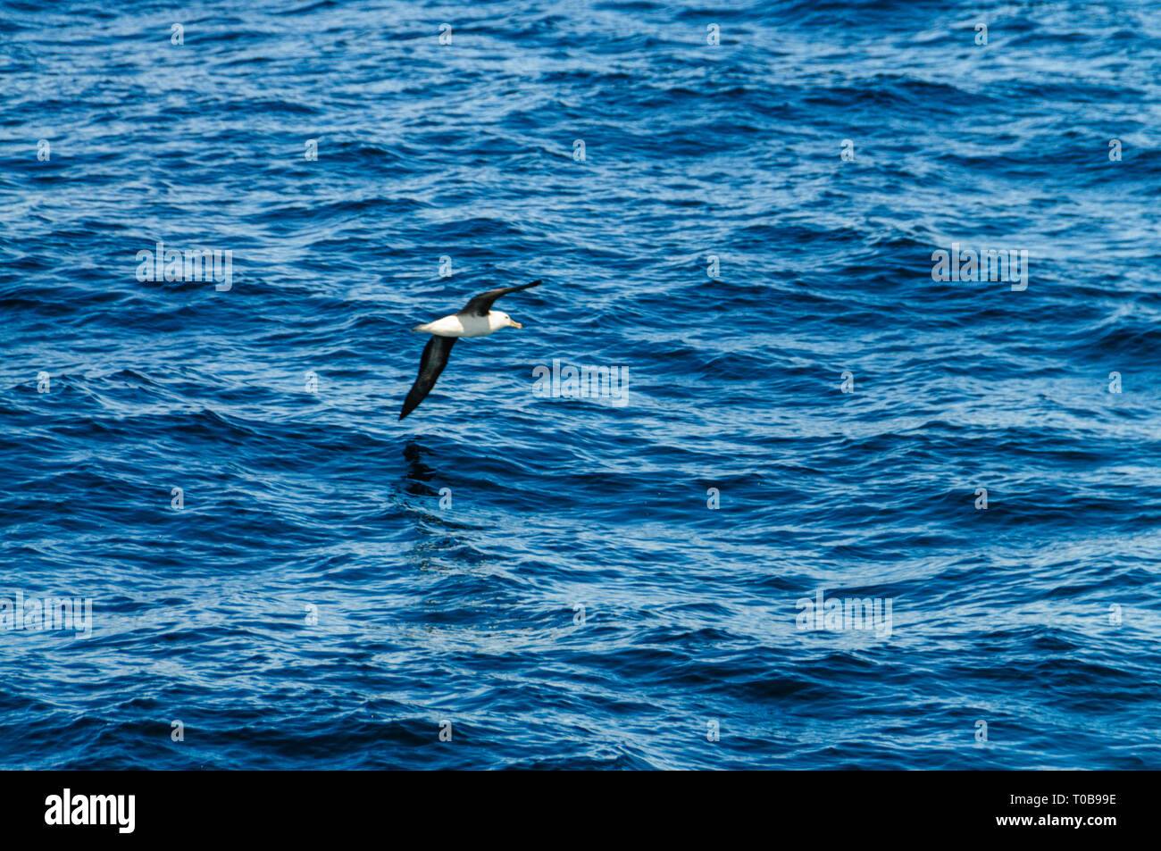 Albatross soaring across the ocean Stock Photo - Alamy