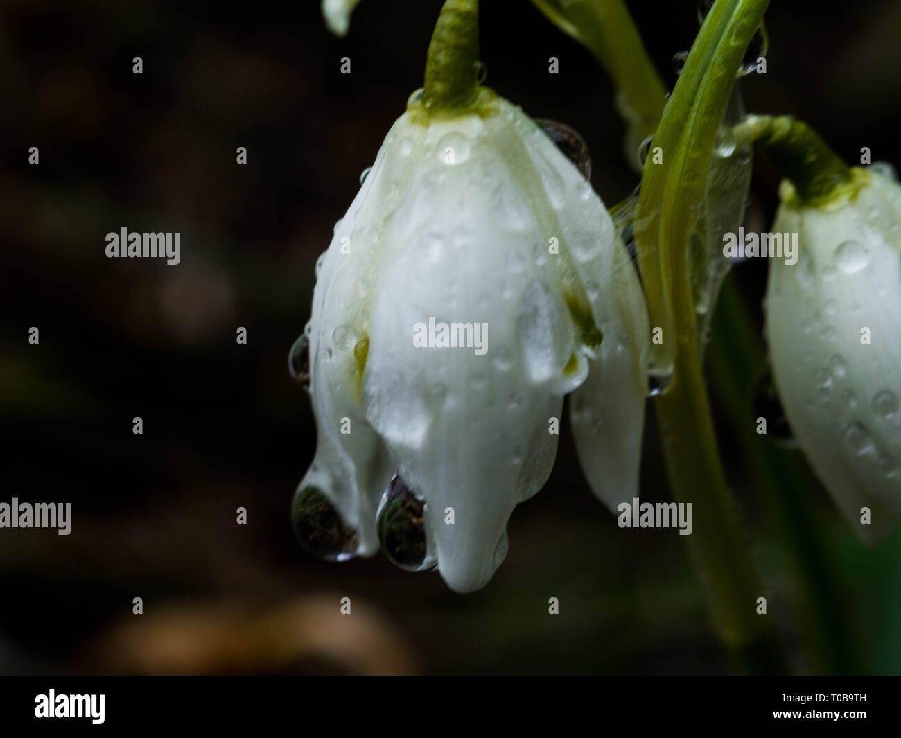 Close-up of a wild Snowdrop flower Galanthus nivalis in rain. Water ...