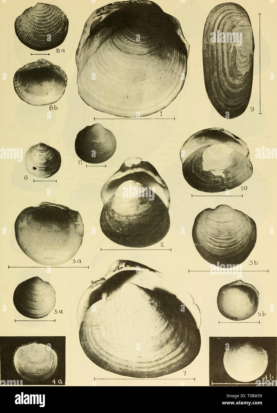 East coast marine shells Stock Photo - Alamy