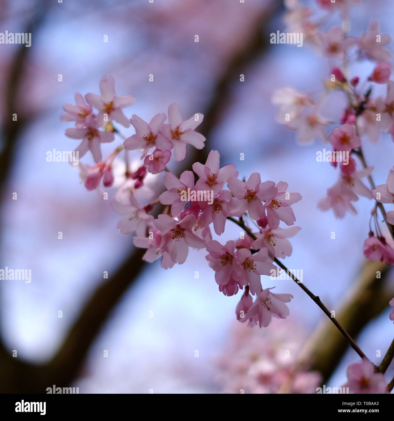 Prunus Pendula Plena Rosea