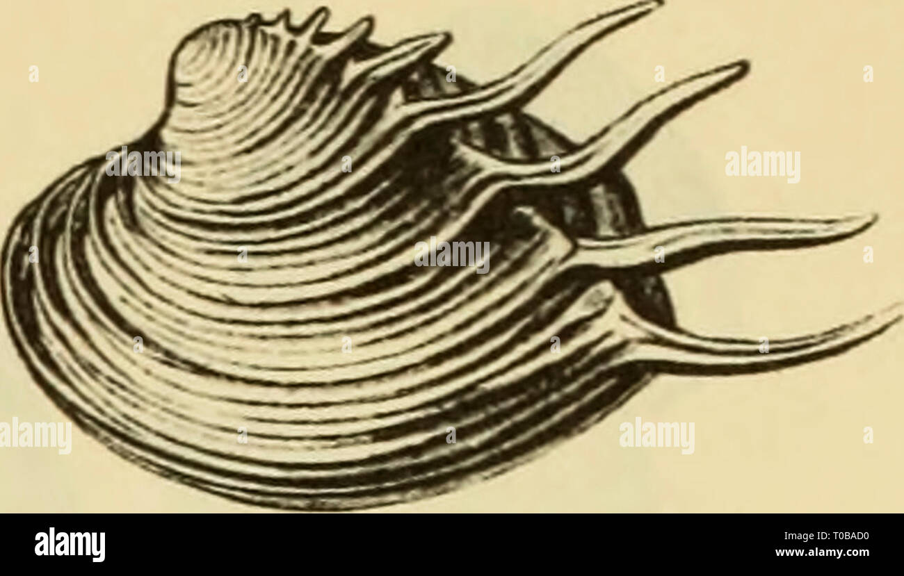 East coast marine shells Stock Photo - Alamy