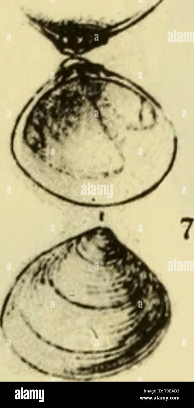 East coast marine shells Stock Photo - Alamy