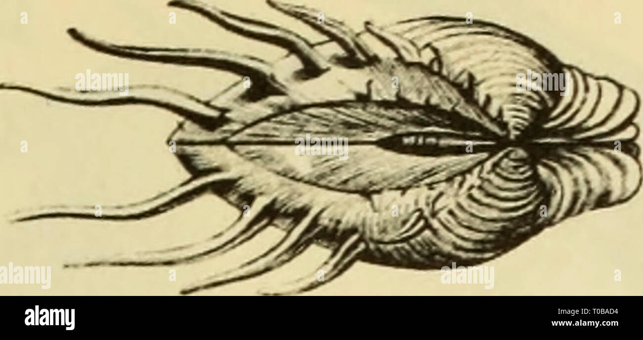 East coast marine shells Stock Photo - Alamy