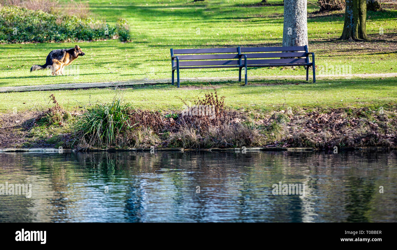 German shepherd dog pooping on the grass next to a bench and a pond ...