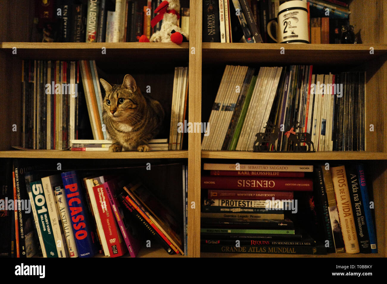 Cat between books hi-res stock photography and images - Alamy