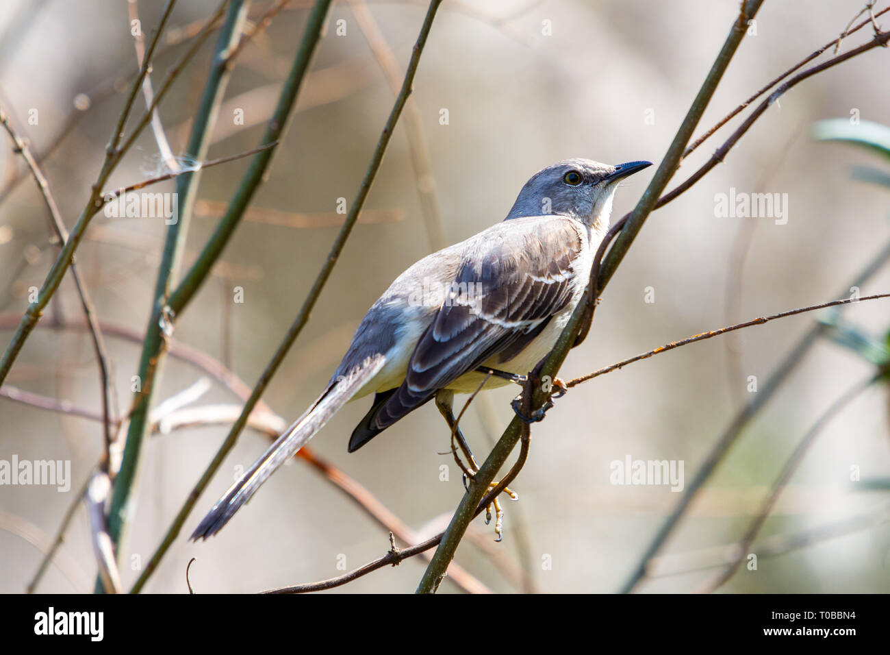 Telephoto mockingbird hi-res stock photography and images - Alamy