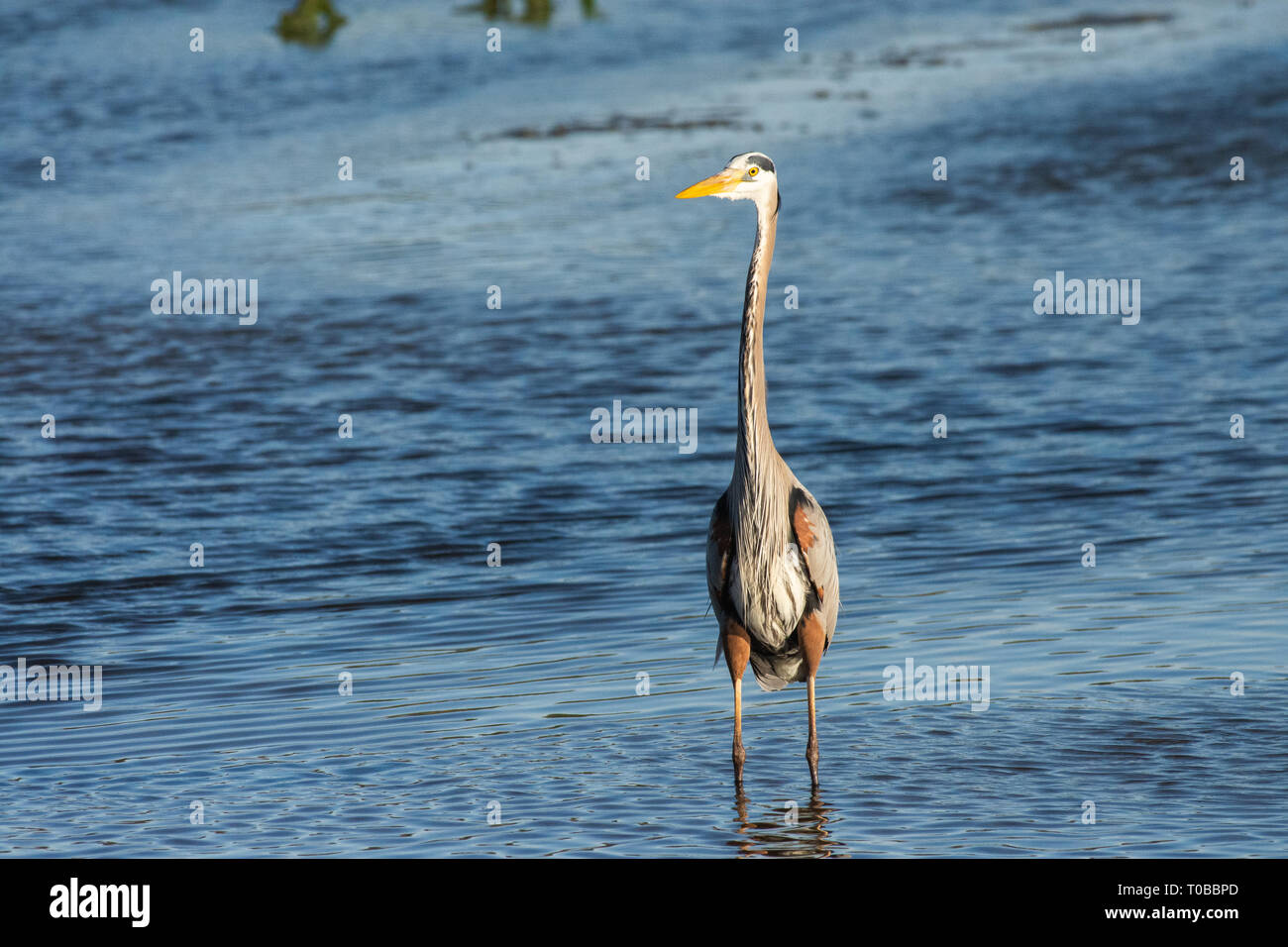 Great blue heron standing in the marsh Stock Photo - Alamy