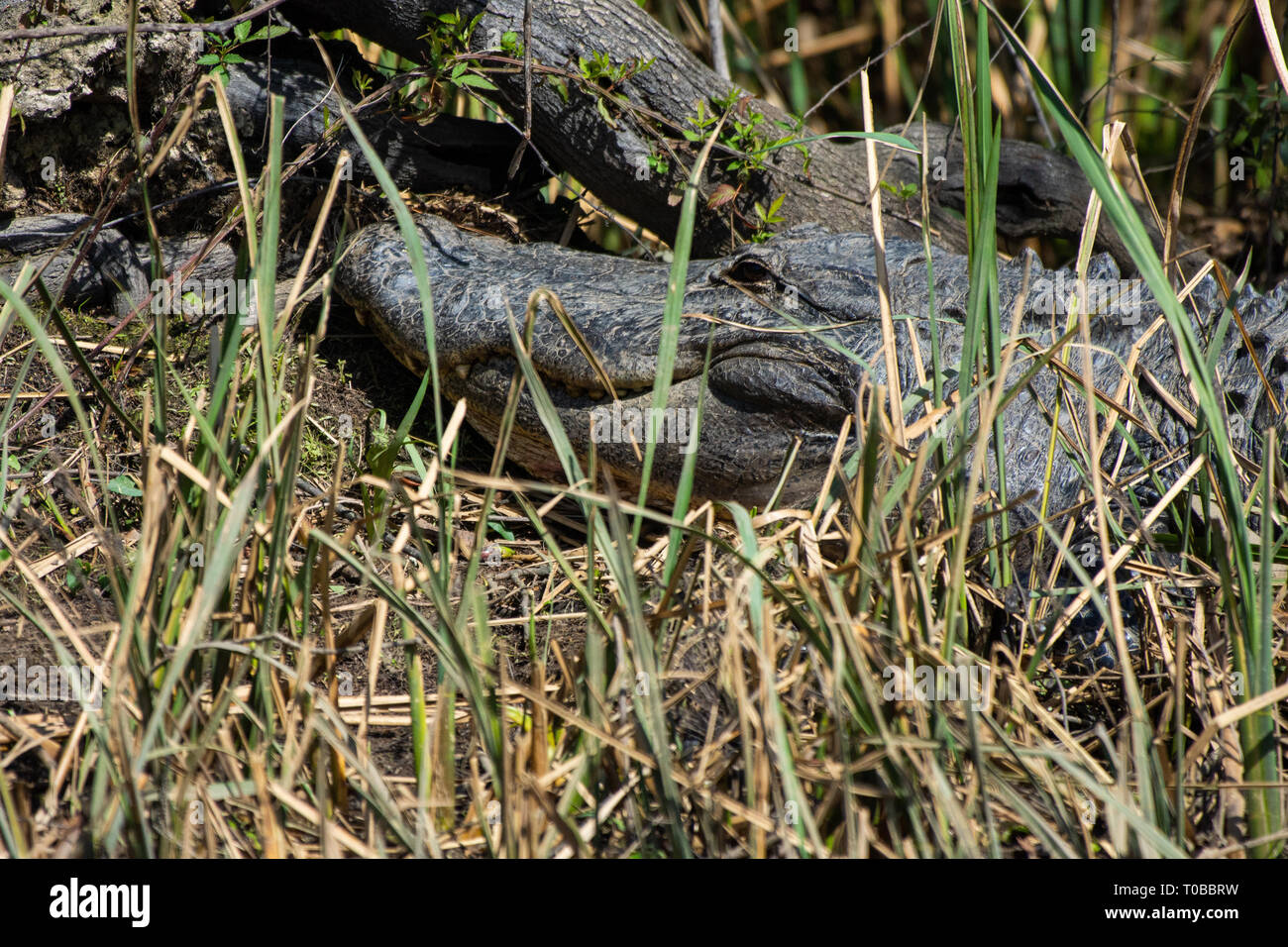 Large Alligator in the swamp Stock Photo - Alamy
