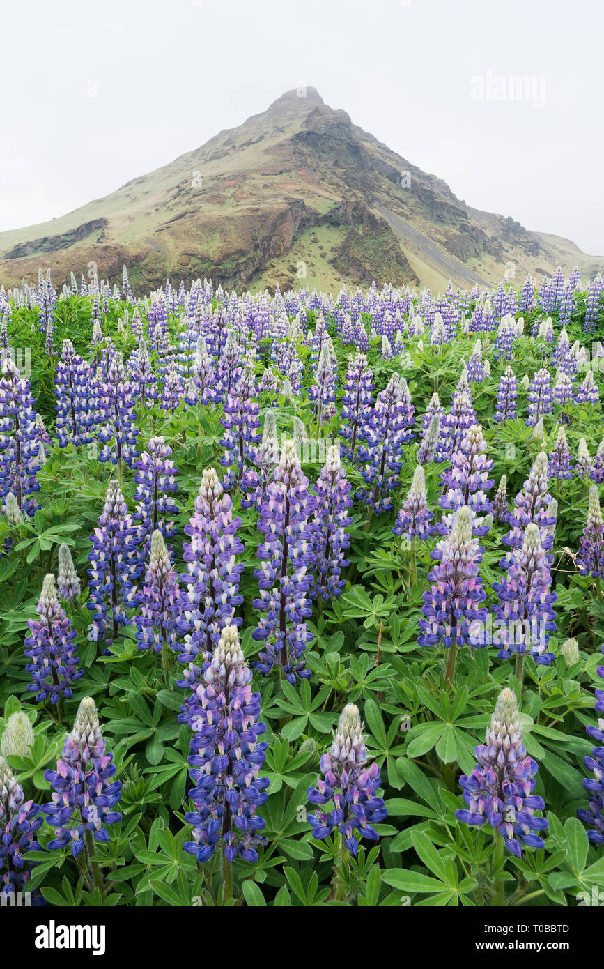 Iceland flowers hi-res stock photography and images - Alamy