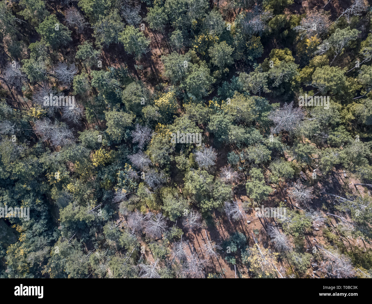Aerial view of drone, with typical Portuguese forest, crown of trees ...