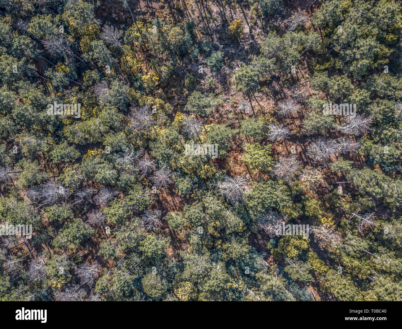 Aerial view of drone, with typical Portuguese forest, crown of trees ...