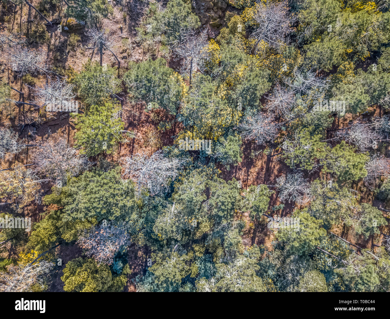 Aerial view of drone, with typical Portuguese forest, crown of trees ...