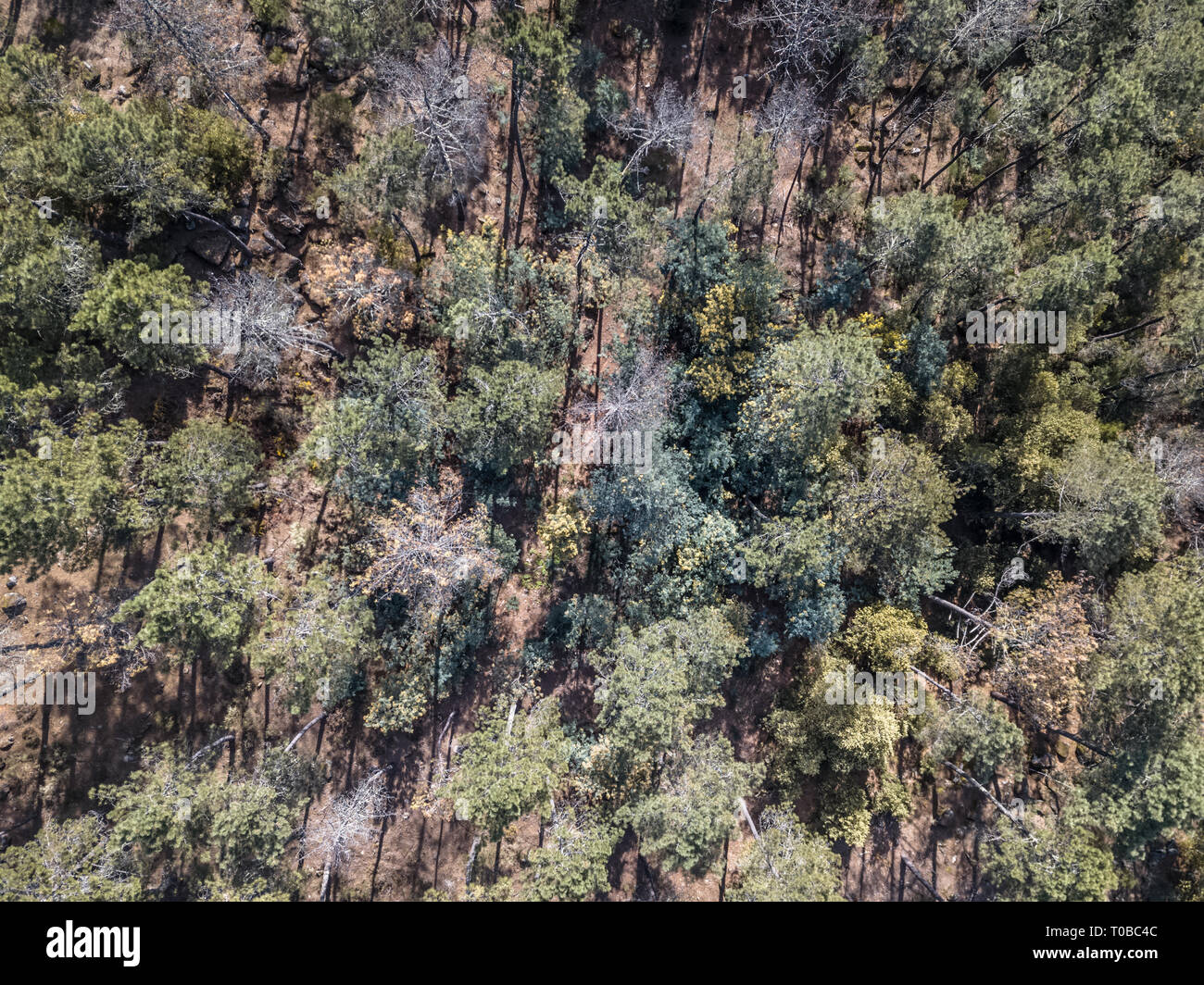 Aerial view of drone, with typical Portuguese forest, crown of trees ...