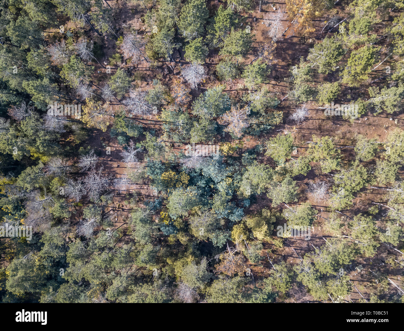 Aerial view of drone, with typical Portuguese forest, crown of trees ...