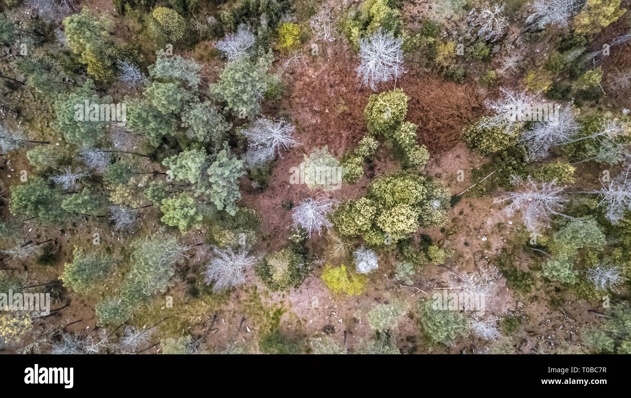Aerial view of drone, with typical Portuguese forest, crown of trees ...