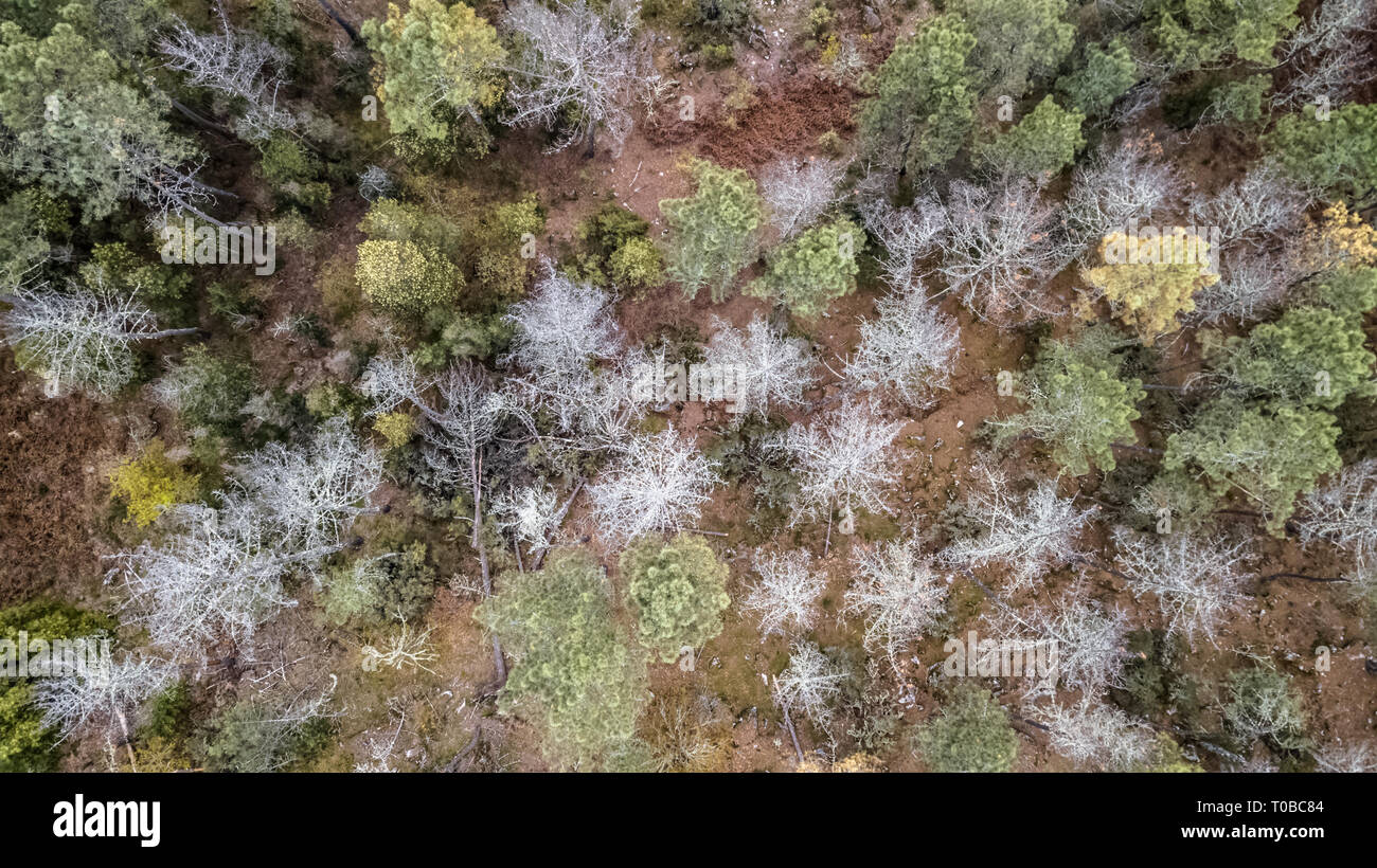Aerial view of drone, with typical Portuguese forest, crown of trees ...