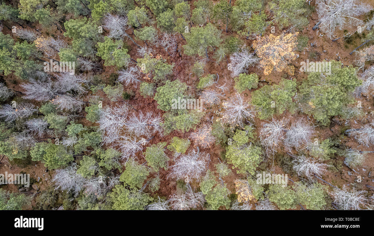 Aerial view of drone, with typical Portuguese forest, crown of trees ...