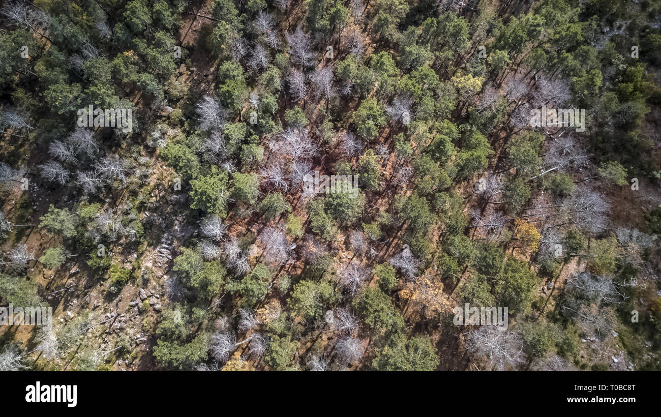 Aerial view of drone, with typical Portuguese forest, crown of trees ...