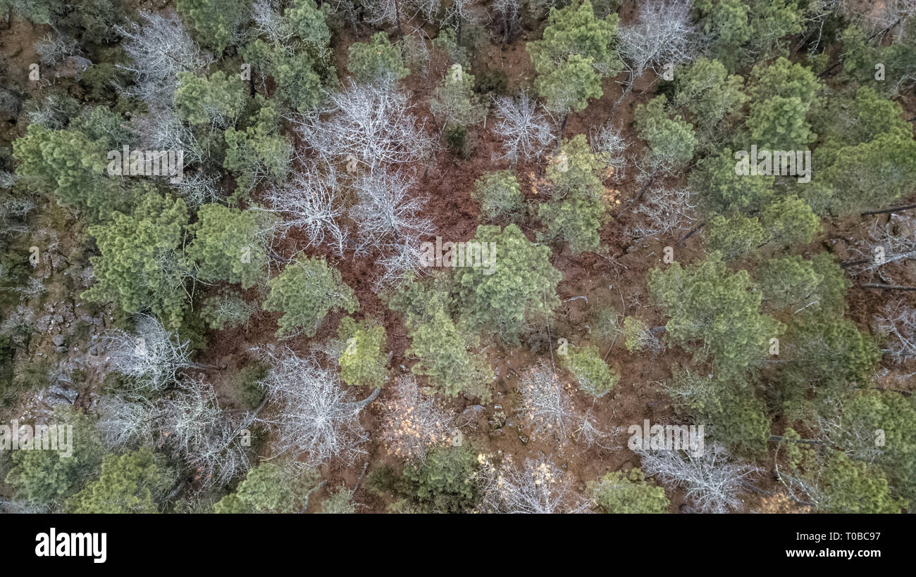 Aerial view of drone, with typical Portuguese forest, crown of trees ...
